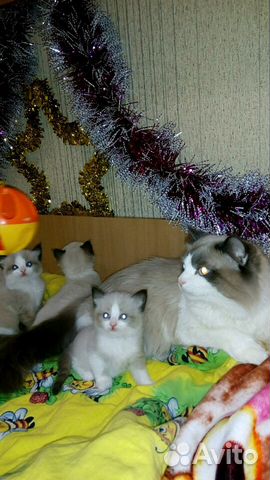 Шикарные малышата рэдголл