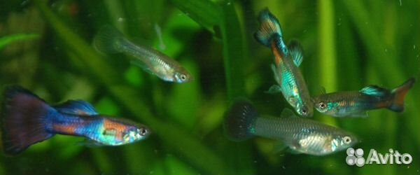 Гуппи - живородящие рыбки