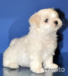 Мальтезе (мальтийская болонка) щенок девочка