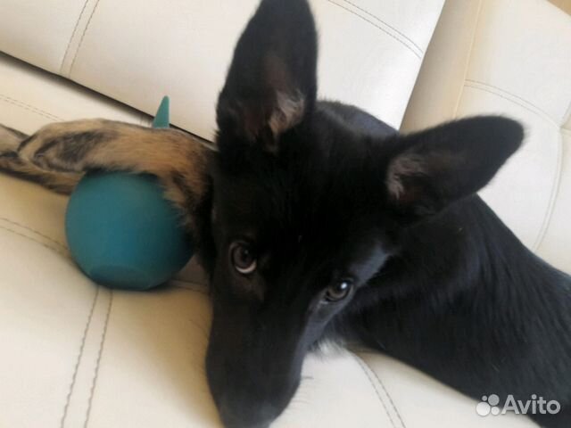 Неженка в дар