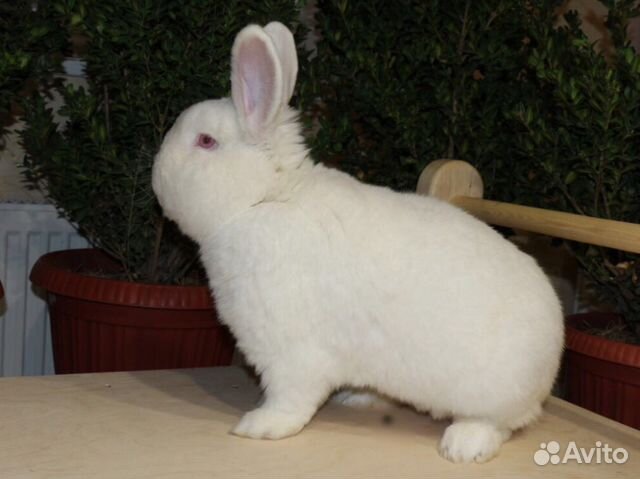 Элитные Кролики Н.З.Б. Очень мордастые Чистокровны