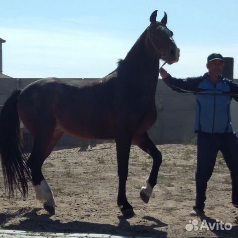 Лошади от простых до хобби класса