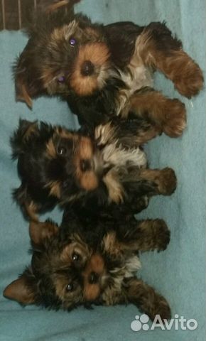 Йорики-малютки