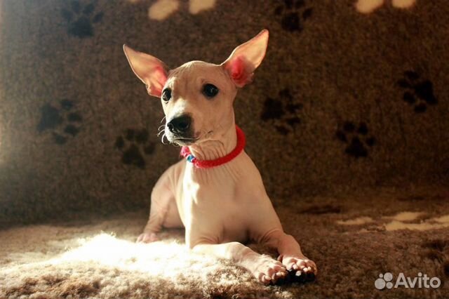 Перспективный щенок агт