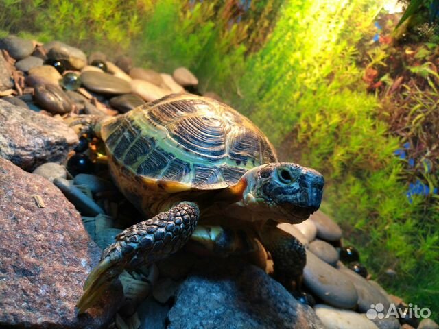 Сухопутная черепаха(самец)