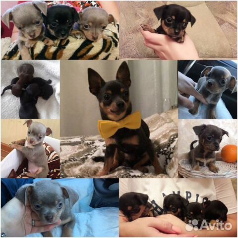 Вязка чихуахуа