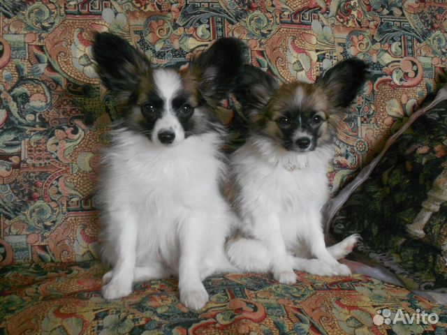 Щенки Папийон