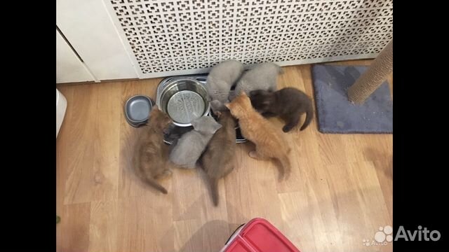 Британские котята с документами