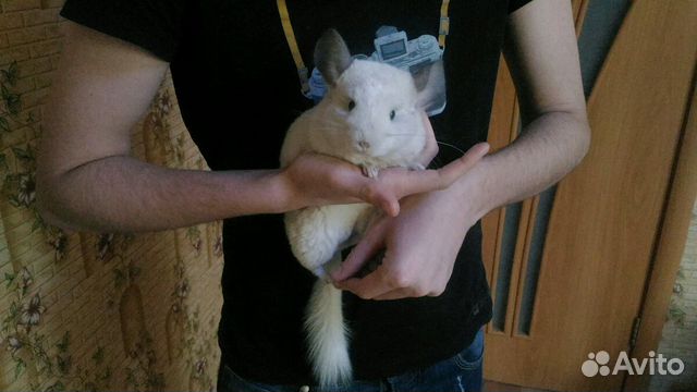 Шиншилла + клетка,умывалка,корм и сено. Мальчик 1
