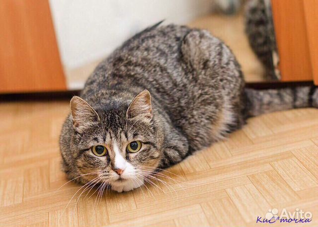 Кошечка Алиса ищет новый дом