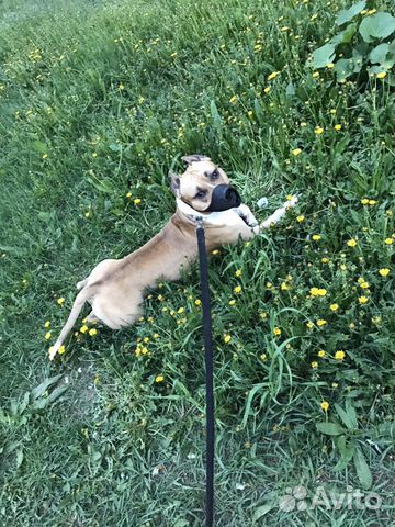 Ищем сучку для вязки