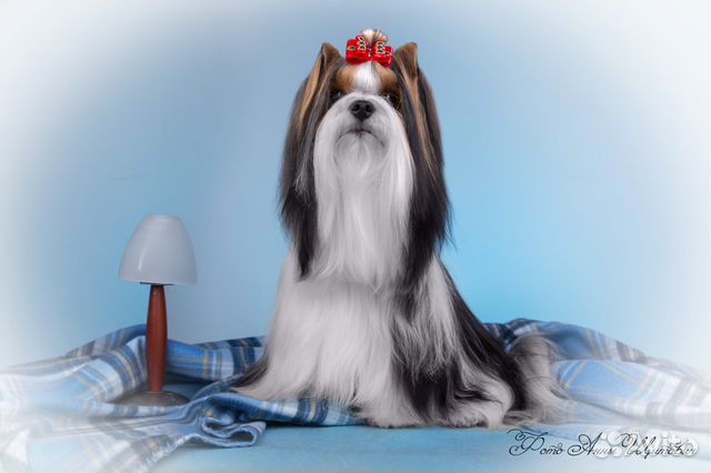 Мальчик бивера для вязки