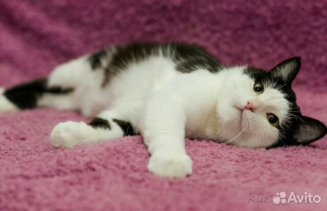 Классный котик