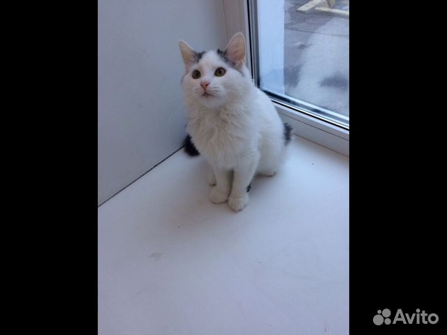 Котик очень ласковый ищет дом