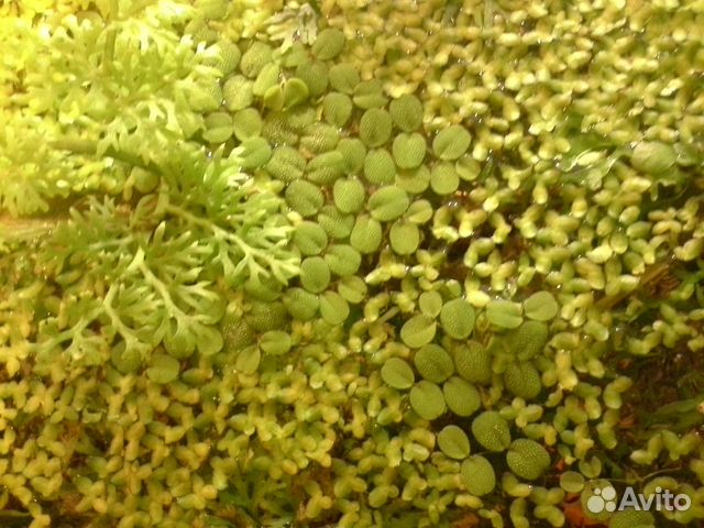 Сальвиния верхоплавка