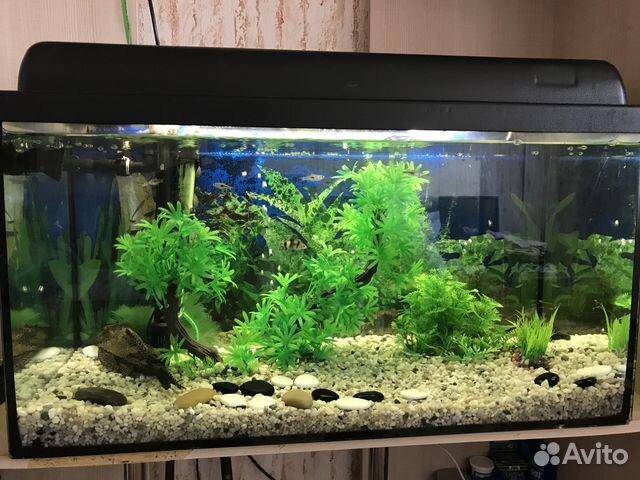 Аквариум с рыбками