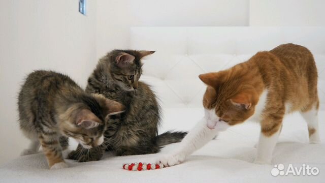 Котёнок из приюта