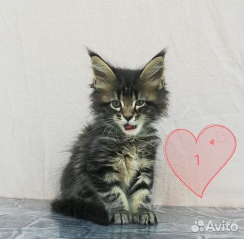 Самые кистястые котята