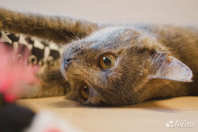 Айси, 1 год (из приюта)