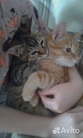 Супер котики