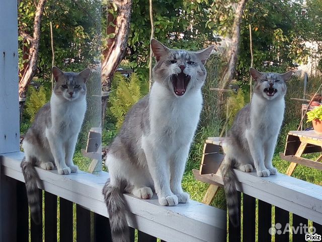 Зеленоглазый молодой котик