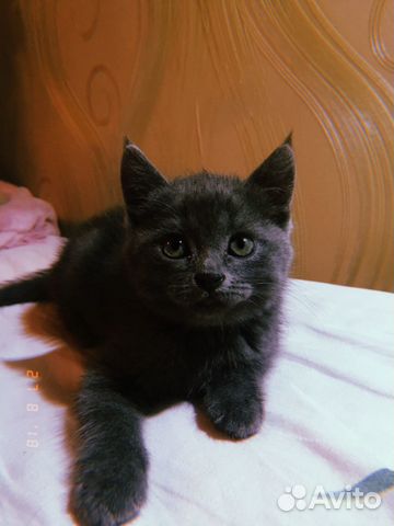 Продам котёнка
