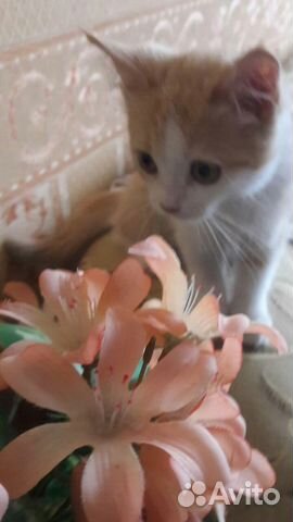 Крошка Рыжуля ждет хозяина