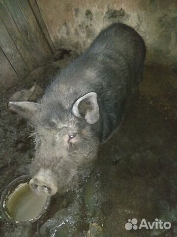 Самец производитель вьетнамский вислобрюхий