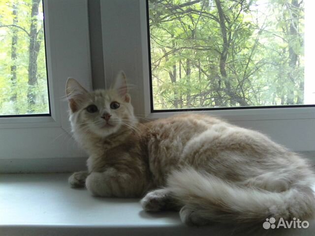 Котята норвежской лесной
