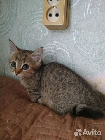 Крошки на ладошку