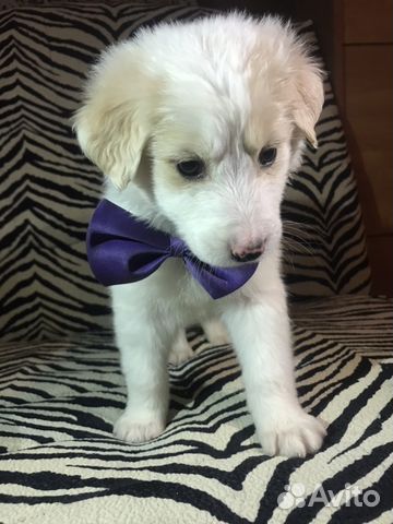 Щенки Кавказского волкодава