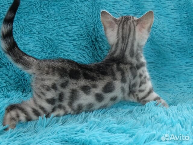 Бенгальские котята (серебряные, золотые, голубые)