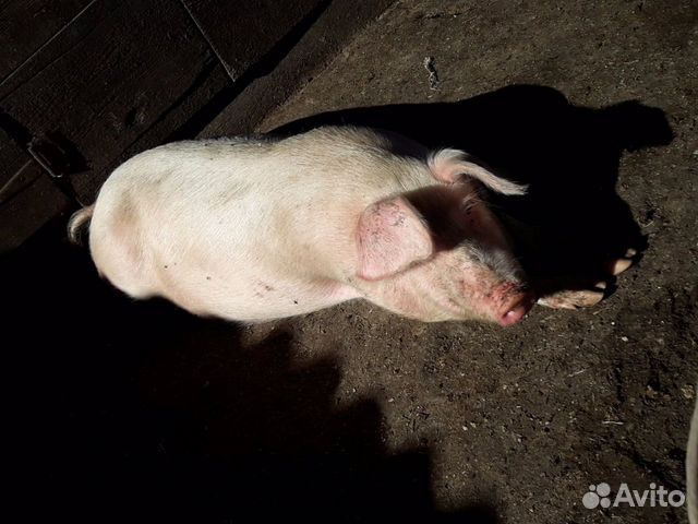 Продаются свиньи