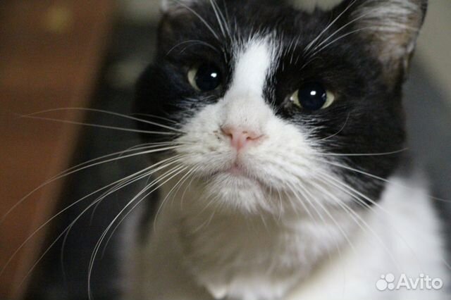 Сероушка спасет от одиночества