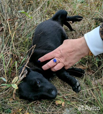 Маленький игривый щенок (мальчик) ищет дом