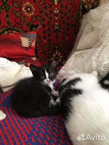 Котёнок кошечка кошка