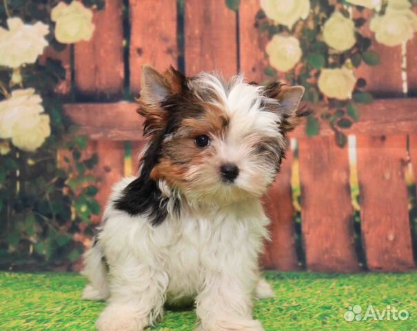 Бивер девочка Шанель