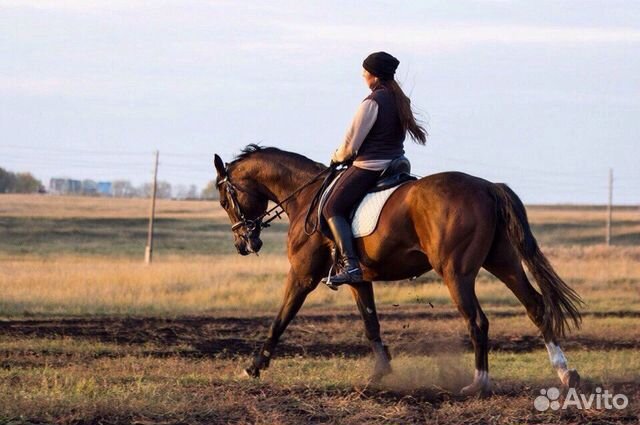 Продается мерин Тракенинской породы