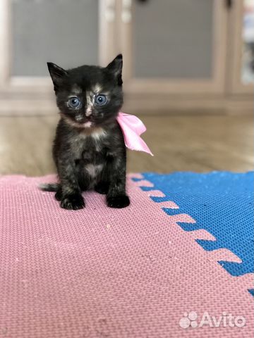 Отдам котёнка.девочка 1 месяц.шустрая )