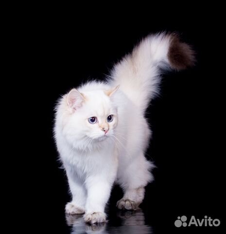 Шикарный британский котенок (кот)