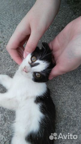 Шустрые пушистики