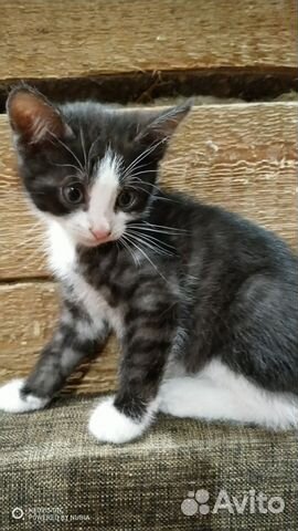 Котята: братик с сестричкой