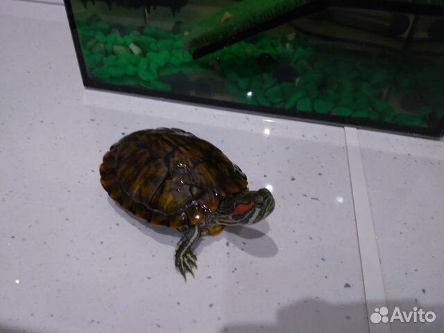 Продам красноухую водную черепаху