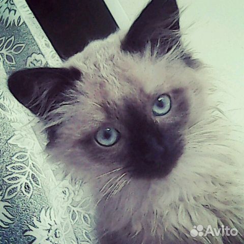 Сиамский котенок (девочка )