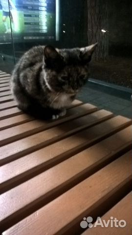 3-цветный котенок ждет спасителя