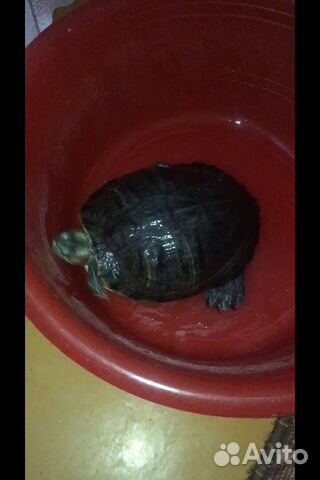 Красноухая черепаха