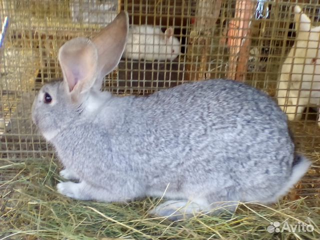 Кролики разных пород