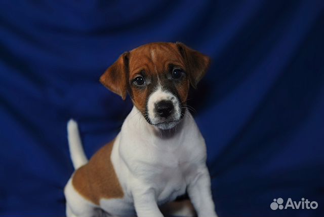 Щенок мальчик Винг