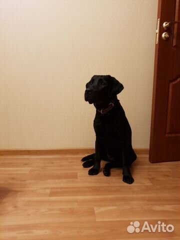 Продается щенок лабрадор 8 месяцев