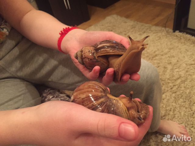 Улитки ахатины Африканские 2шт